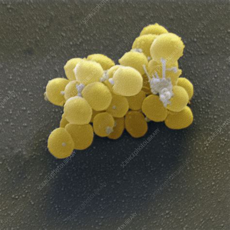Staphylococcus Aureus Bacteria Sem Stock Image B234 0170 Science