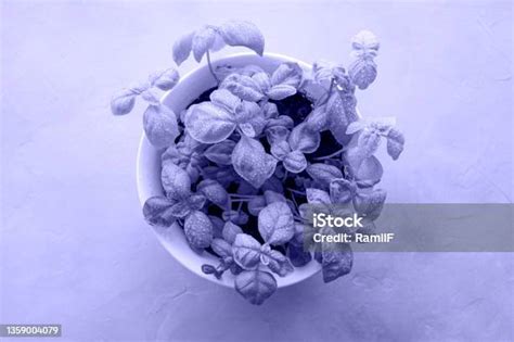 돌 배경에 냄비에 신선한 바질 홈 원예 에코 푸드 맨 위 보기입니다 올해의 트렌디 한 색상 2022 매우 페리 2022년에 대한 스톡 사진 및 기타 이미지 Istock