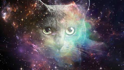 Space Cat Wallpapers Wallpaper Cave