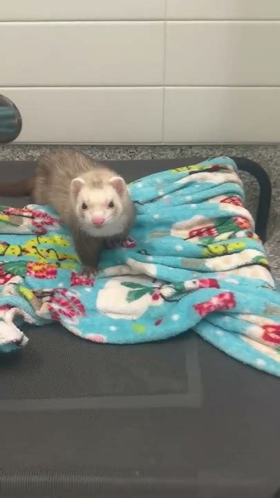 Adopt These Adorable Ferrets Youtube