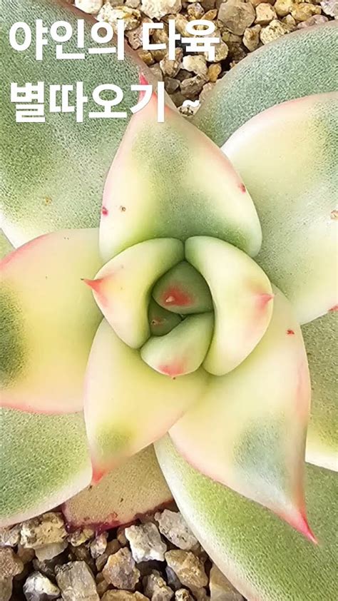 특이한 신기한 물듬 ~ 빈예서 파종이 실생 다육 다유기 다육이 다육식물 반려식물 다육판매 다육이판매 다육이키우기 다육인스타그램 매혹이 청주 야인