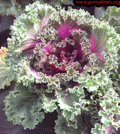 How To Grow Flowering Kale Plants At Jack Nusbaum Blog