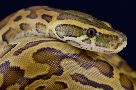 African Rock Python Python Sebae Shadows Of Africa