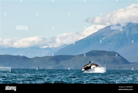 A Killer Whale Leaps Into The Air During A Hunt Chasing A Porpoise In