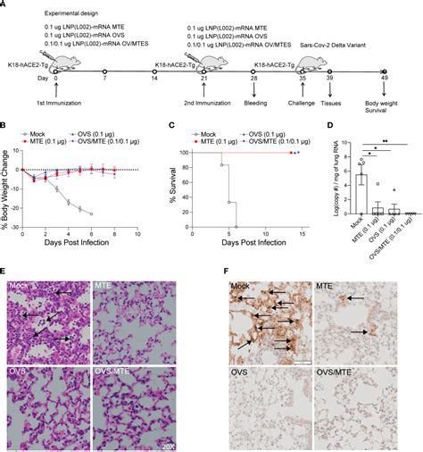 Frontiers Design And Preclinical Evaluation Of A Universal Sars Cov 2 Mrna Vaccine