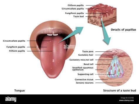 Circumvallate Papillae Nhs Upper Gi Tract Histology Gastrointestinal