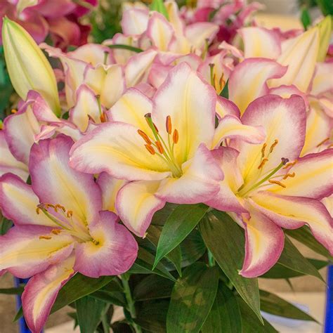 Lilium Captain Tricolore White Flower Farm