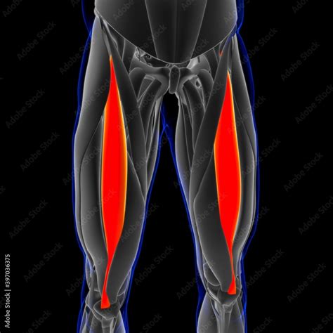 Rectus Femoris Muscle Anatomy For Medical Concept D Illustration Stock Illustration Adobe Stock
