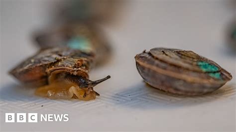 1 329 Tiny Snails Released On Remote Island The Internet S Largest