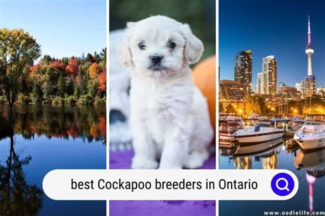 Best Cockapoo Breeders In Ontario Updated 2024