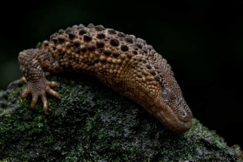 Earless Monitor Lizard Appearance Habitat And Behavior