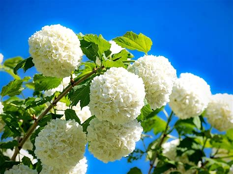 Bush White Flowers