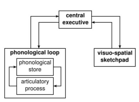 Working Model Memory Flashcards Quizlet