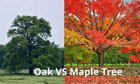 Oak Vs Maple Tree Exploring Natures Majestic Giants