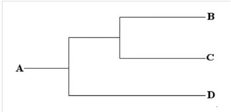 Phylogeny Practice Flashcards Quizlet