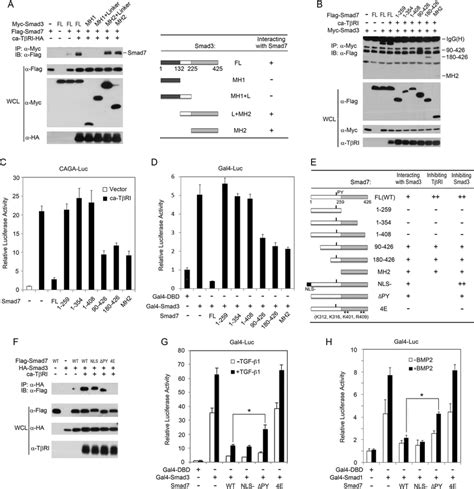 The Mh2 Domains Mediate The Smad3 Smad7 Interaction A Hek293ft Cells Download Scientific
