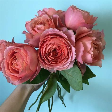 Romantic Antike garden roses brighten my day! How about yours? # ...