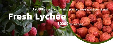 Wholesale Export Fresh Lychee Hot Selling Fruit Buy Fresh Lychee Hot