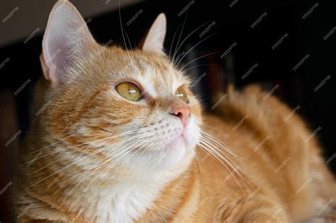 Hermoso Gato Atigrado Amarillo Mirando Con Detalle En Los Ojos Nariz