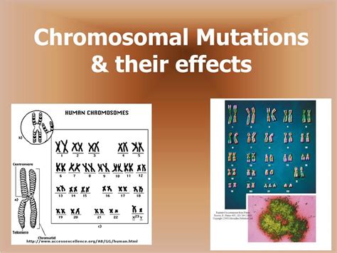 Ppt Chromosomal Mutations And Their Effects Powerpoint Presentation Id 818440