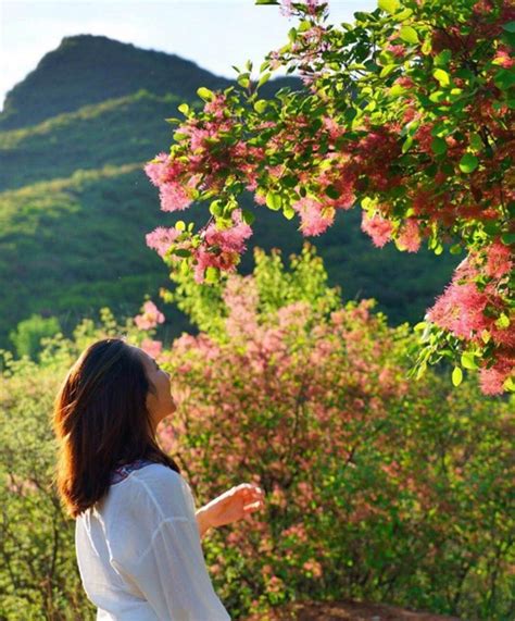 缤纷坡峰岭黄栌花开寻踪传说中的蓟门烟树摄影图片风光摄影 太平洋电脑网摄影部落