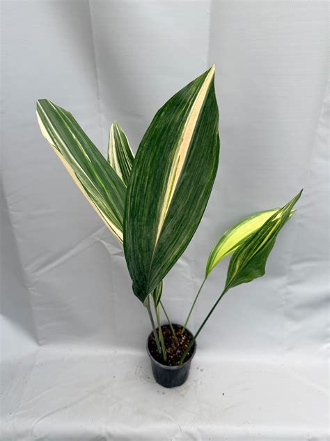 Aspidistra Elatior Variegata Welovetropicalplants