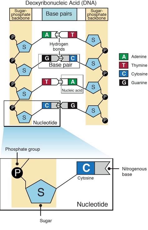 Nucleotide Structure Diagram √ 99 Ou Plus Image Adn Arn 11