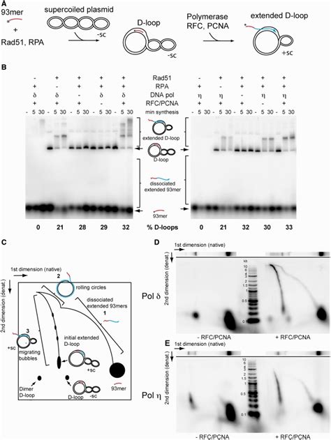 D Loop Formation And DNA Synthesis A Experimental Scheme The Download Scientific Diagram