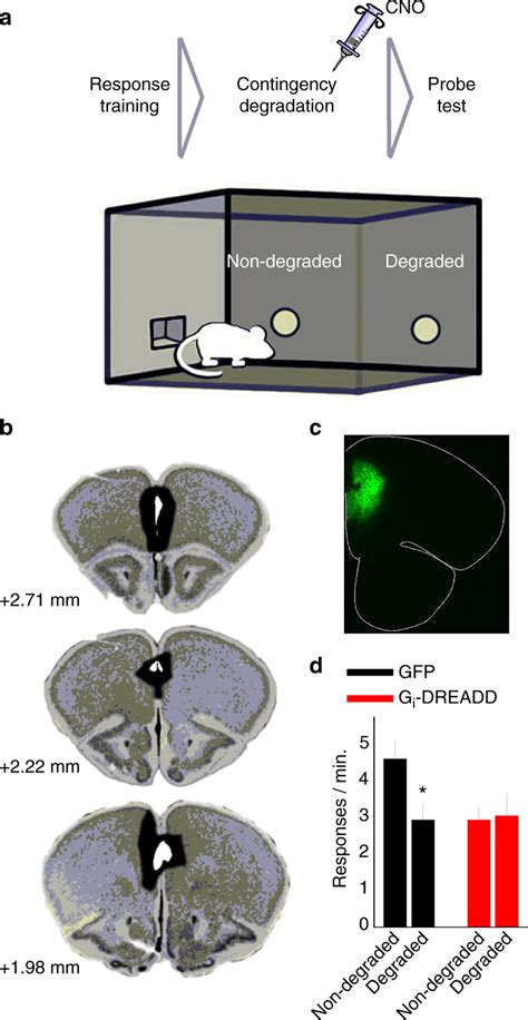 Prelimbic Prefrontal Cortex Inactivation Impairs The Ability Of Mice To Download Scientific