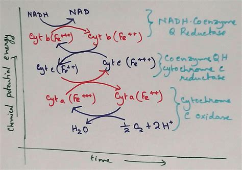 The Electron Transport Atp Molecules Ultimate Electron Acceptors