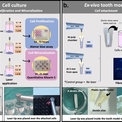 Schematic Diagram Demonstrating The Experimental Procedures A Apc