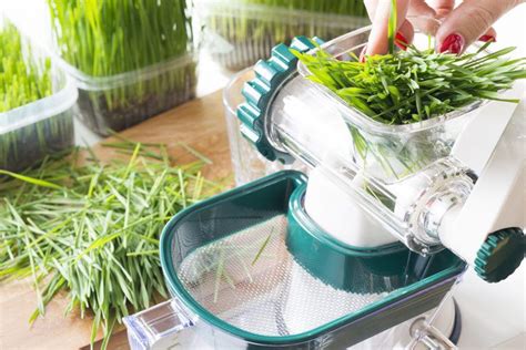 Wheatgrass Shots The Amazing And Quick Way To Boost Health