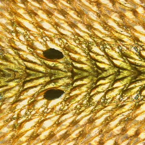 Redfish Scales 22 Pattern Crew