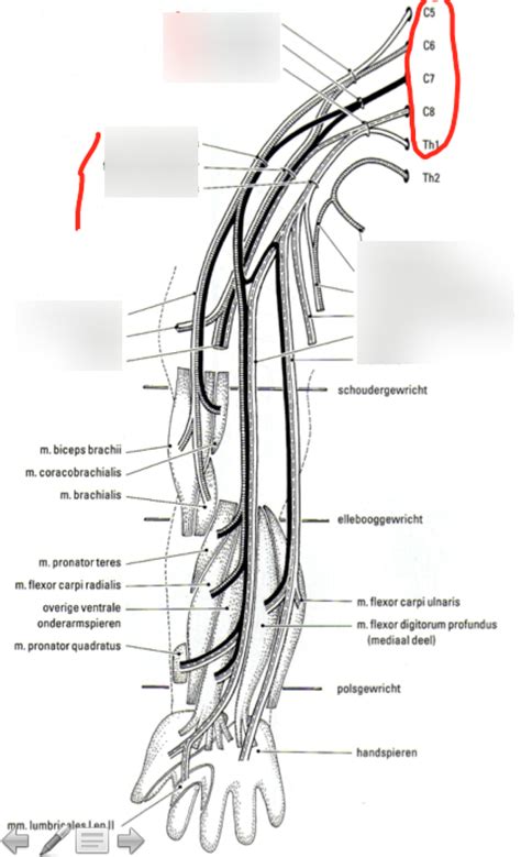 Diagram Hfdst 3 Overzicht Zenuwen In Bovenste Extremiteiten Quizlet
