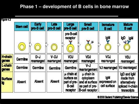 Ppt B Cell Development And Activation Powerpoint Presentation Free