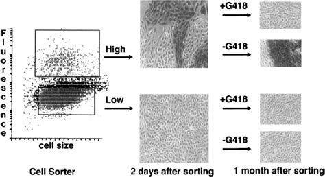 Test For Ectopic Integration Of Excised Dna The Cells Used In This