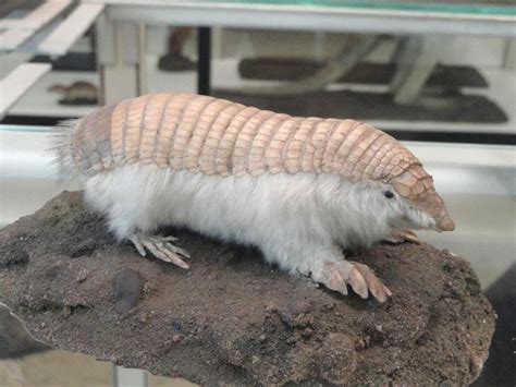 What Plants Do Pink Fairy Armadillos Eat At Matthew Brunskill Blog