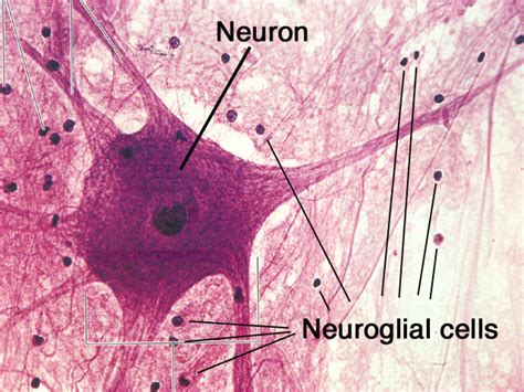 Motor Neuron Slide Labeled Glial Cells