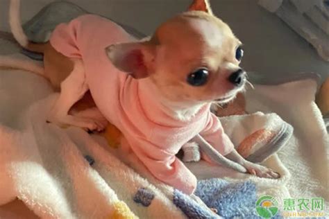 十大适合农村老人养的狗品种 惠农网