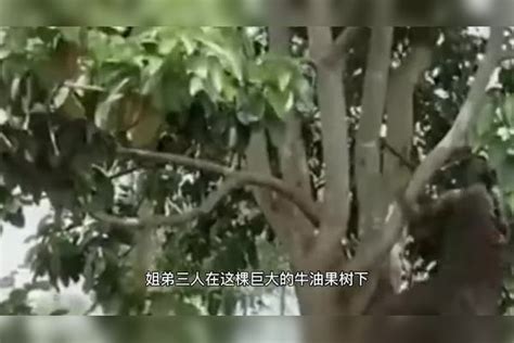 姐弟三人提着一筐水果，饿了也不吃靠喝水充饥，这是为什么呢？ 姐弟 水果