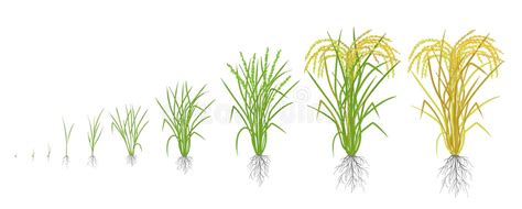 Growth Stages Rice Stock Illustrations 31 Growth Stages Rice Stock Illustrations Vectors