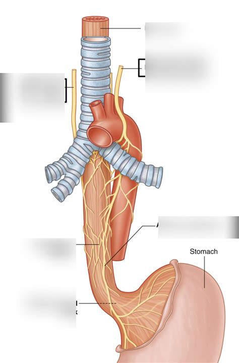 Esophageal Plexus Diagram Quizlet