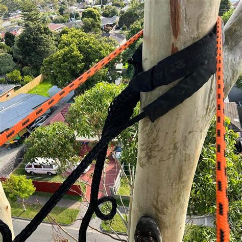 Tree Bracing And Cabling Service Star Reviews
