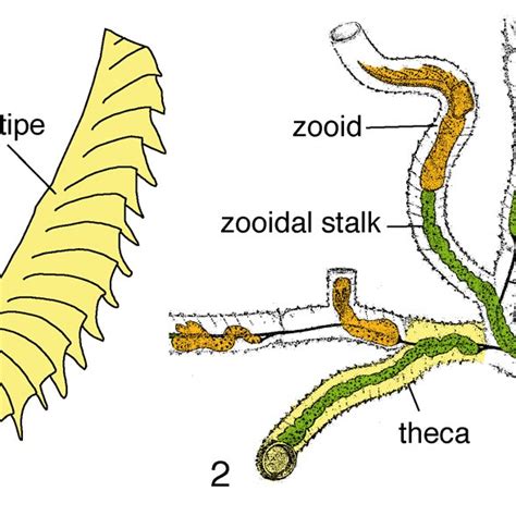 Colony Form And Structure In The Pterobranchia 1 2 Cephalodiscus Download Scientific Diagram