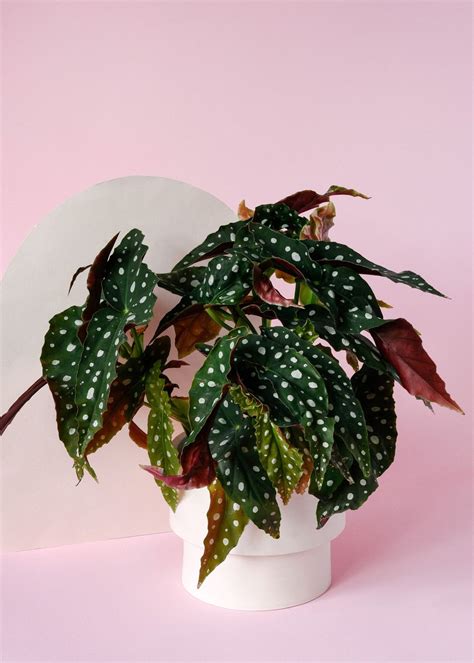 The Beauty Of Begonia Maculata The Polka Dot Begonia