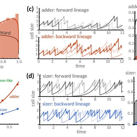 Division Errors Increase Cell Size In Backward Lineages A The