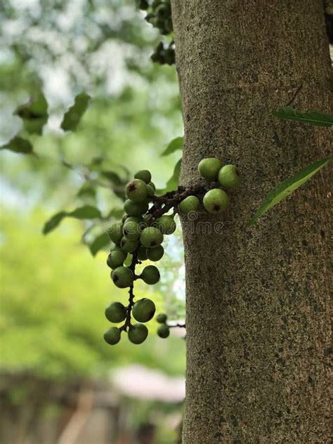 Fruits Of Ficus Racemosa Or Cluster Fig Tree Or Indian Fig Tree Stock Image Image Of Goolar