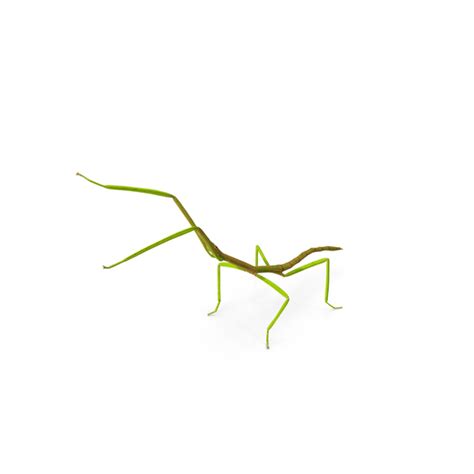 Phasmatodea Stick Insect Attack Png Images And Psds For Download