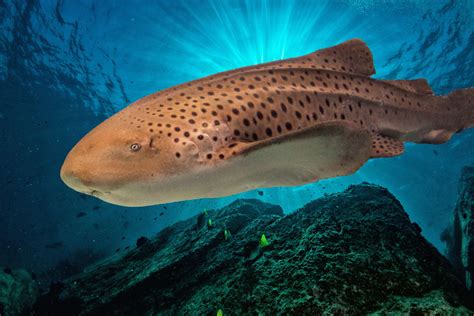 Zebra Shark Have Teeth