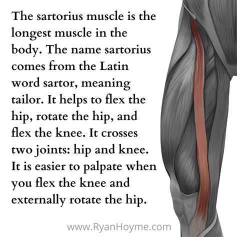Sartorius Muscle